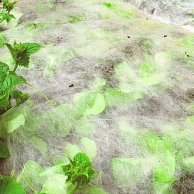 Növénytakaró fátyolfólia 1,6×100 m (17g/m²) – Hosszú távú növényvédelem - Kertészeti-borászati ...